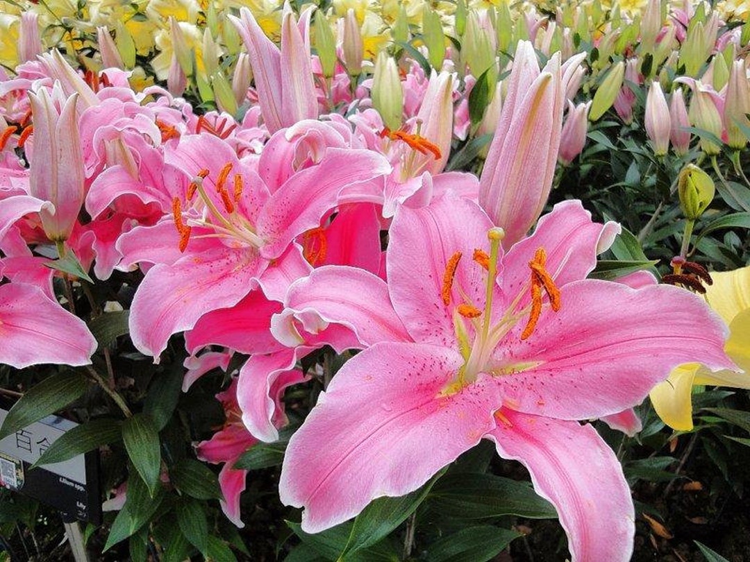 2 Rose Lily Flower Bulbs F5213-9 - Etsy