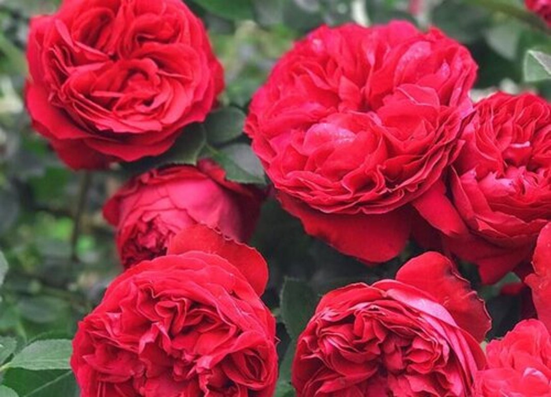 10 ROSE Rosa Bush Flower Seeds BW97001-57 - Etsy
