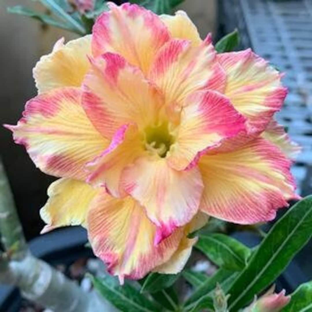 5 Rare Desert Rose Flowers Seeds FW95227-94 - Etsy