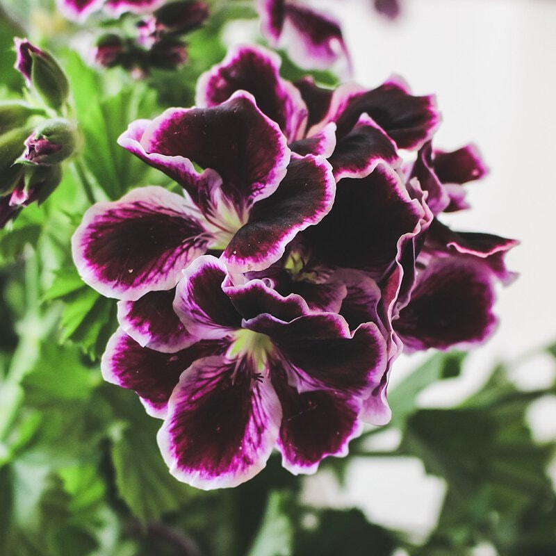 Butterfly Geraniums - Etsy