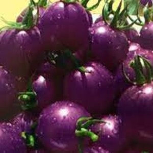 100 Purple Cherry Tomato Seeds TW91017 - Etsy