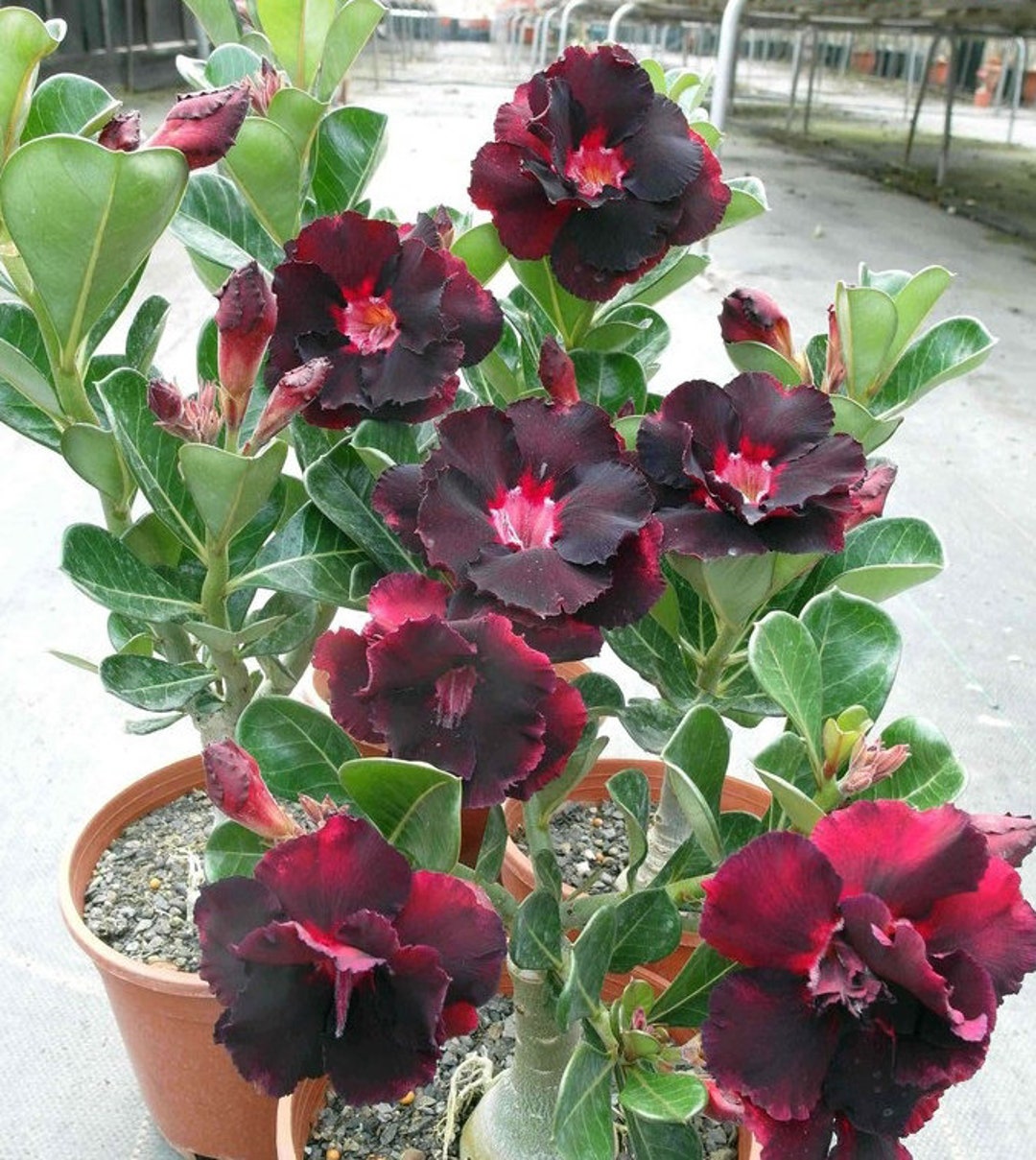 5 Rare Desert Rose Flowers Seeds FW94069 - Etsy