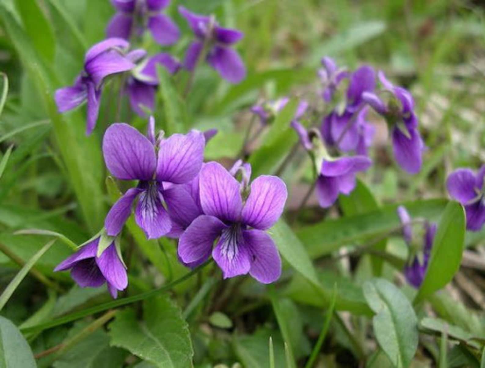 50 Viola Odorata Queen Charlotte Flower Seeds BW91069 - Etsy