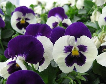 Blue Pansy Flower Seeds Pansy Clear Crystals Seed 2000 Seeds - Etsy