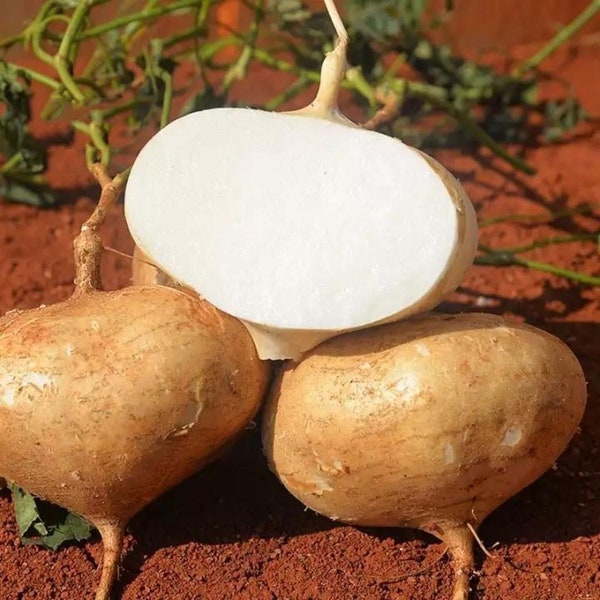 Jicama Seeds - Etsy