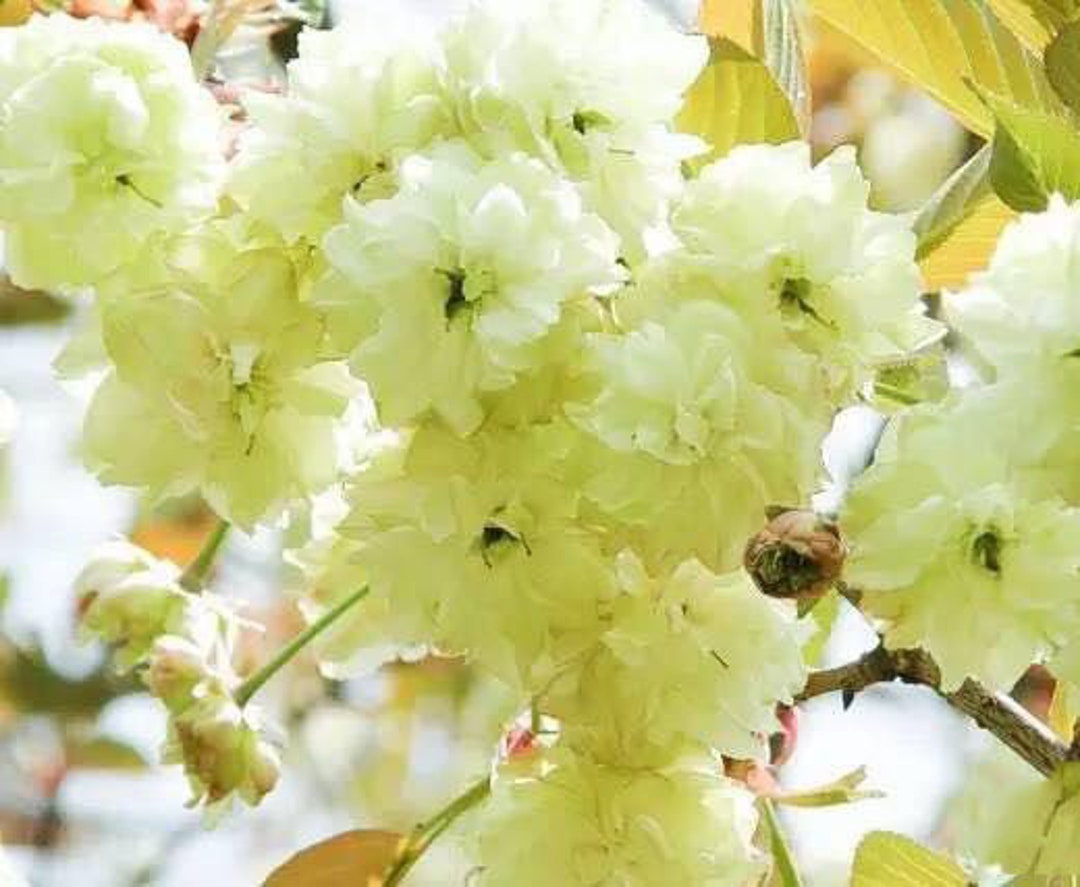 5 Double Cherry Blossoms Seeds FW95222-4 - Etsy