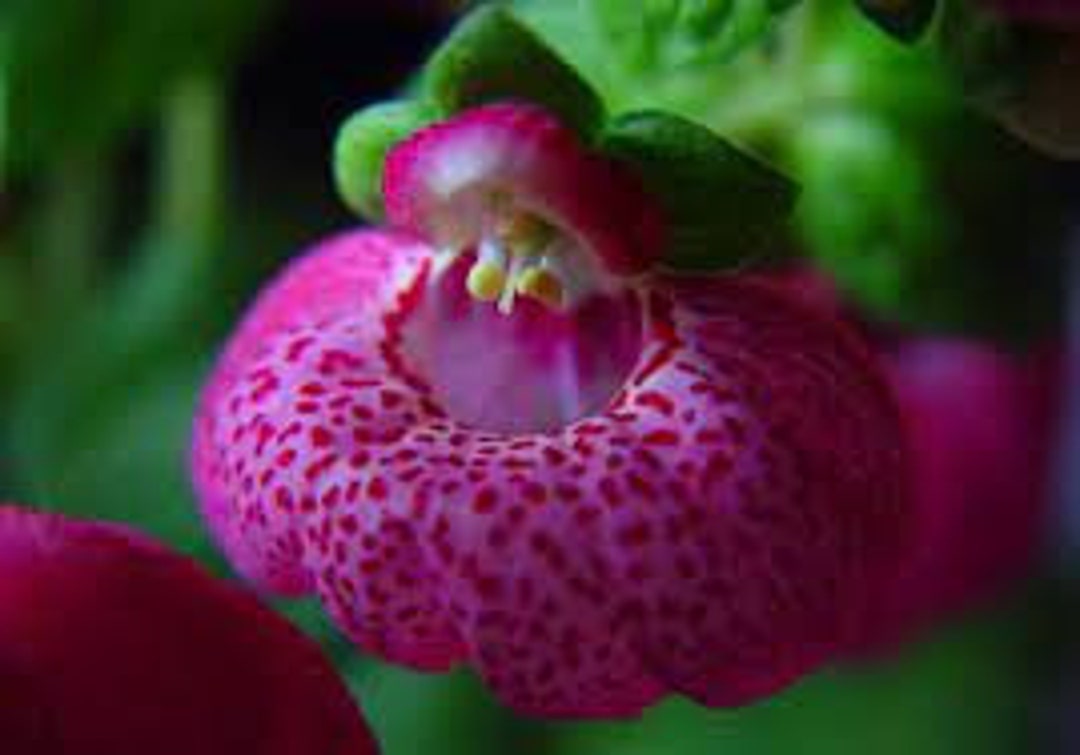 10 Rare Slipper Flower Fascination Flower Seeds EW91001-18 - Etsy