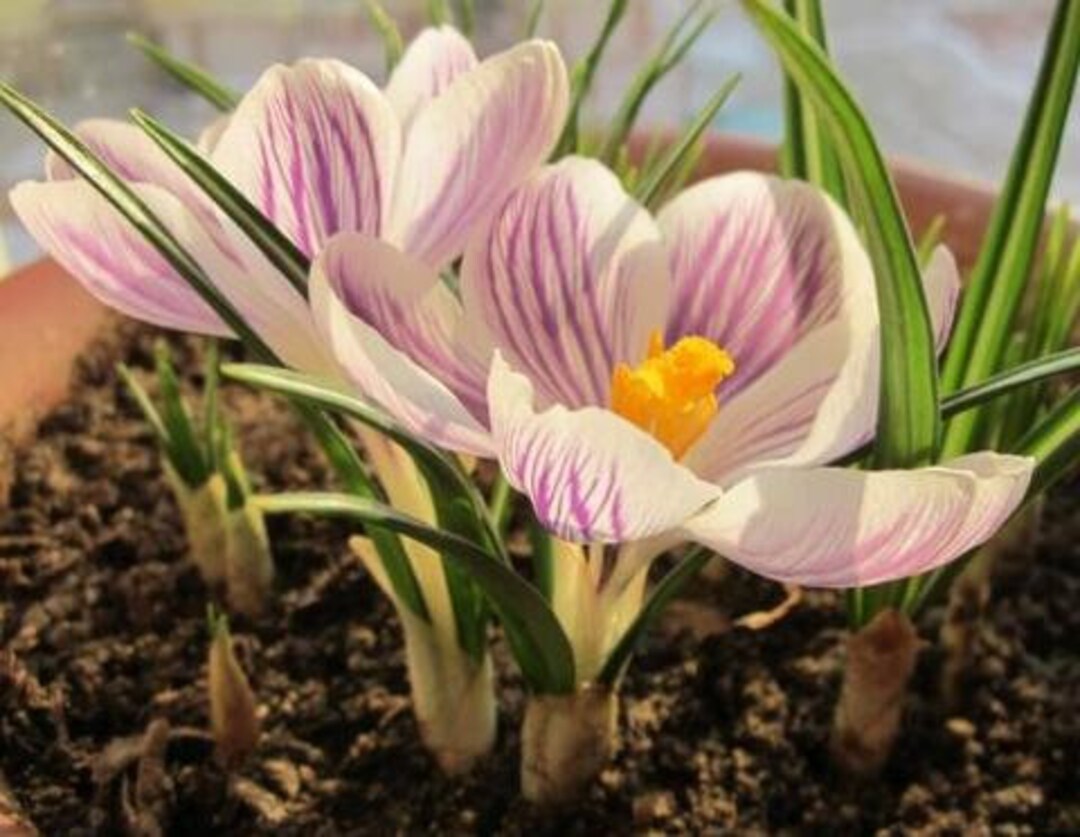 5 Crocus Sativus Dutch Crocus Bulbs F8000-342 - Etsy