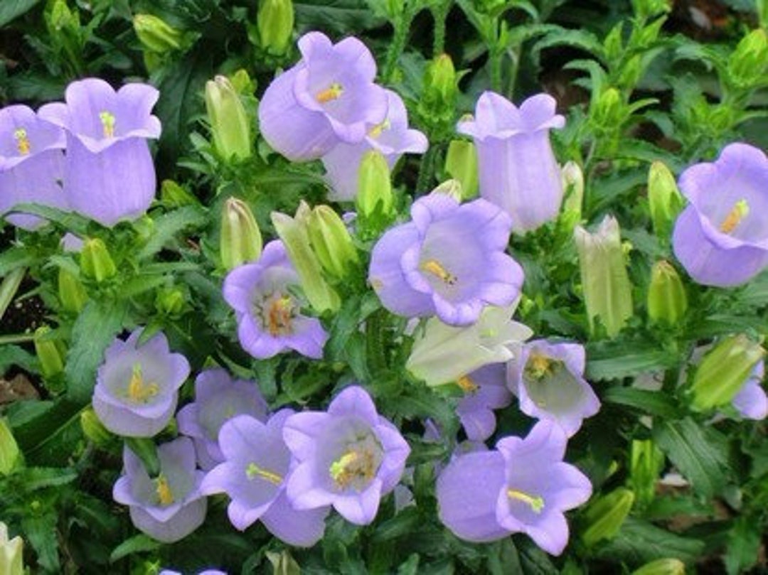 30 Bellflower Seeds Campanula Medium FW95211-3 - Etsy