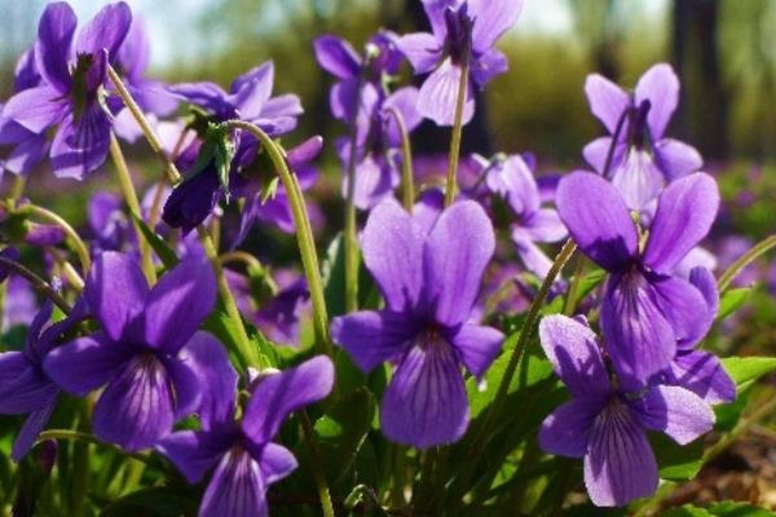 50 Viola Odorata Queen Charlotte Flower Seeds BW91069 - Etsy