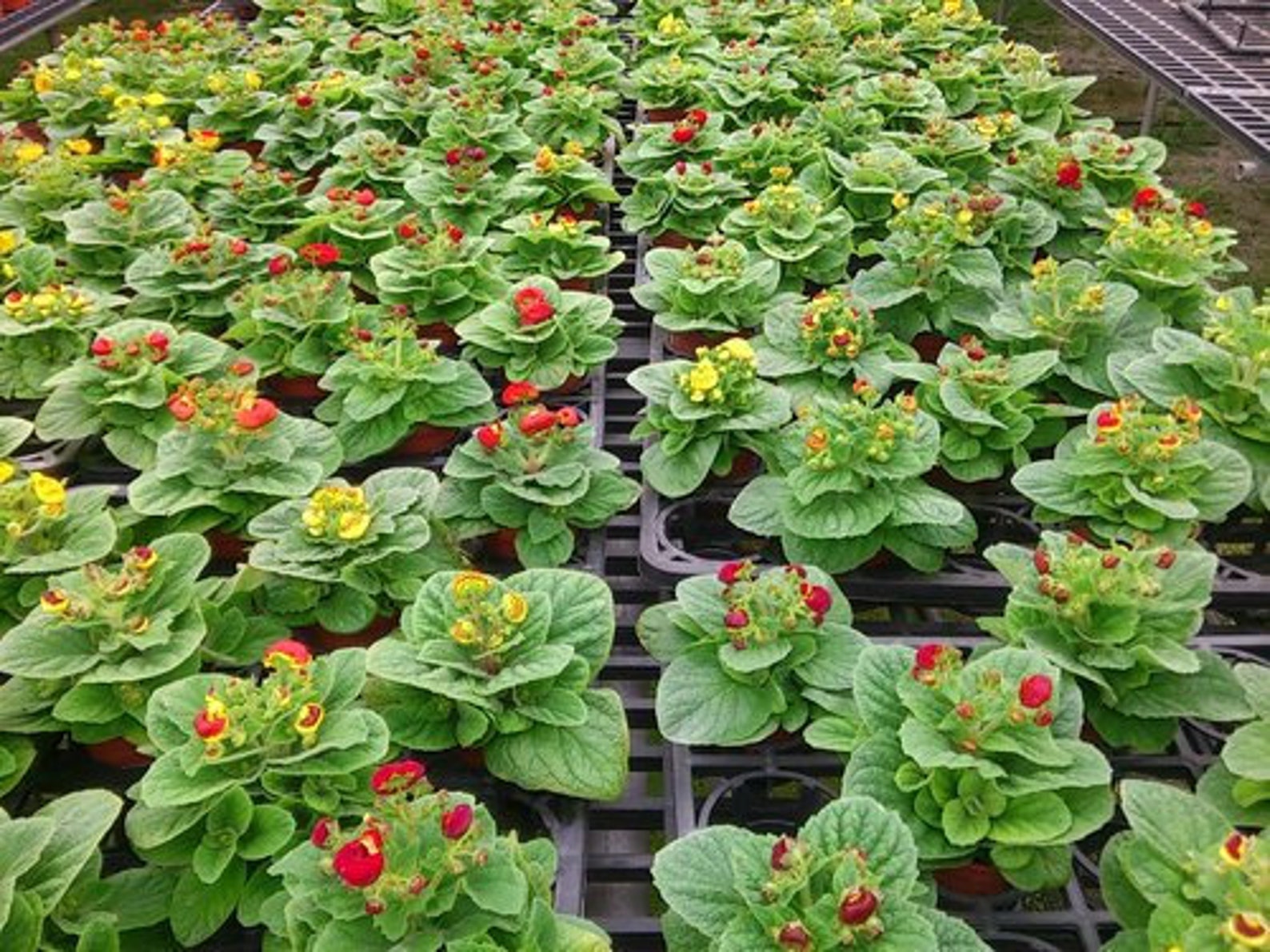 10 Rare Slipper Flower Fascination Flower Seeds EW91001-7 - Etsy