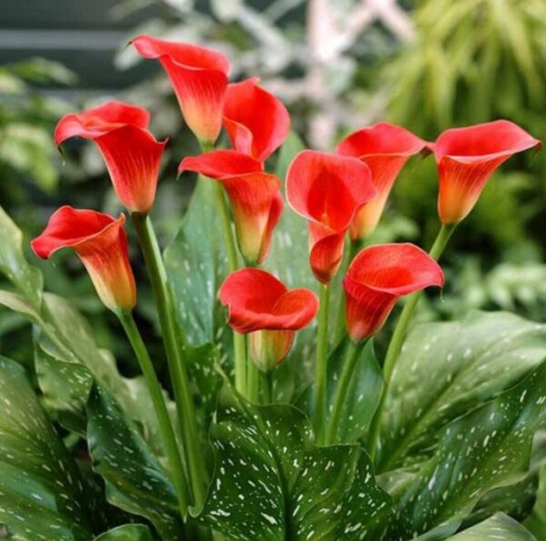 2 Calla Lily Bulbs Red HW92002 - Etsy