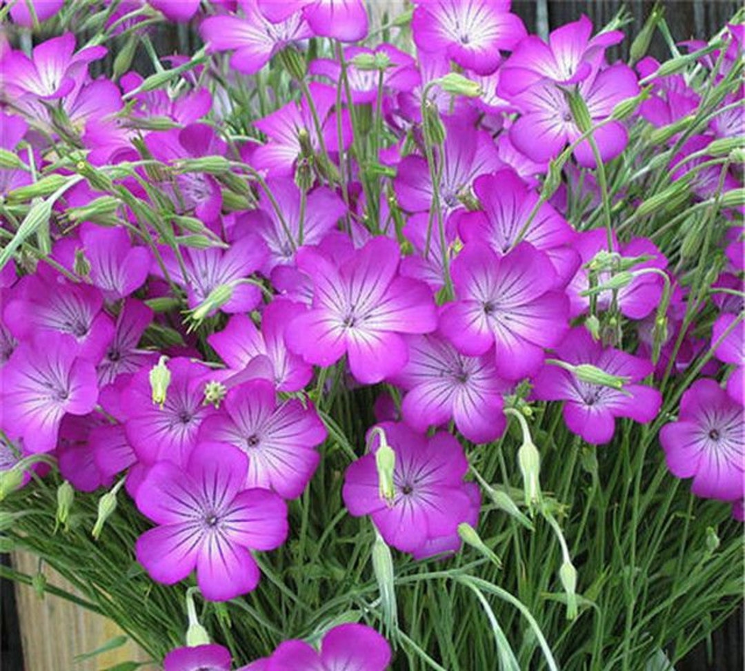 30 Pink Agrostemma Githago Flower Seeds BW91031 - Etsy