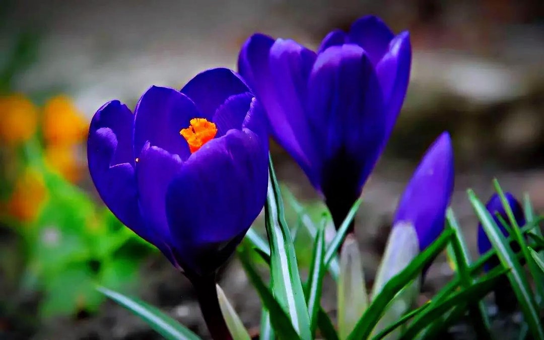 5 Crocus Sativus Dutch Crocus Bulbs F8000-348 - Etsy
