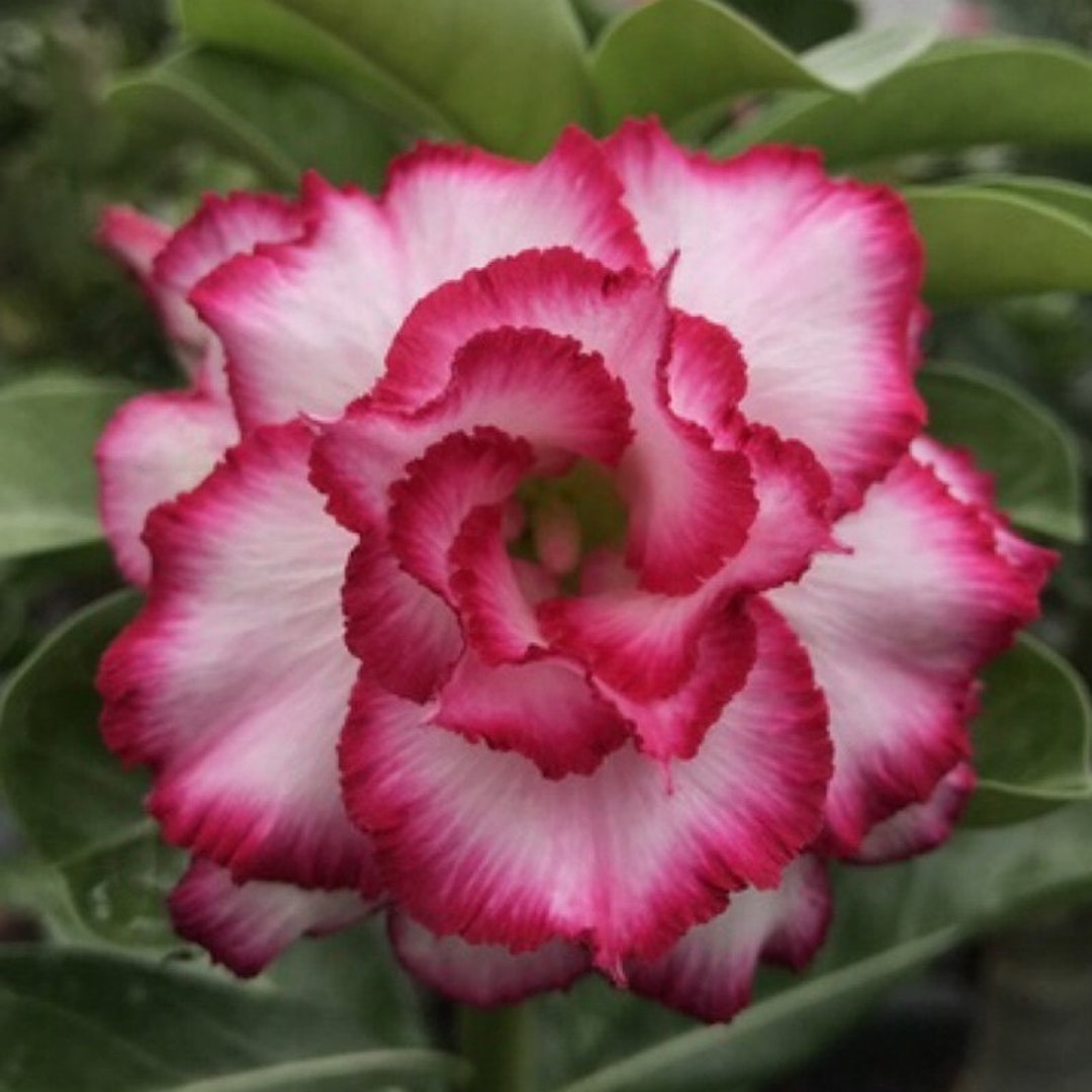 5 Rare Desert Rose Flowers Seeds FW94075 - Etsy