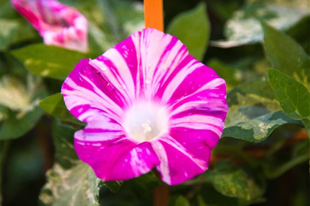 10 Morning Glory Flowers Seeds BW95002-38 - Etsy