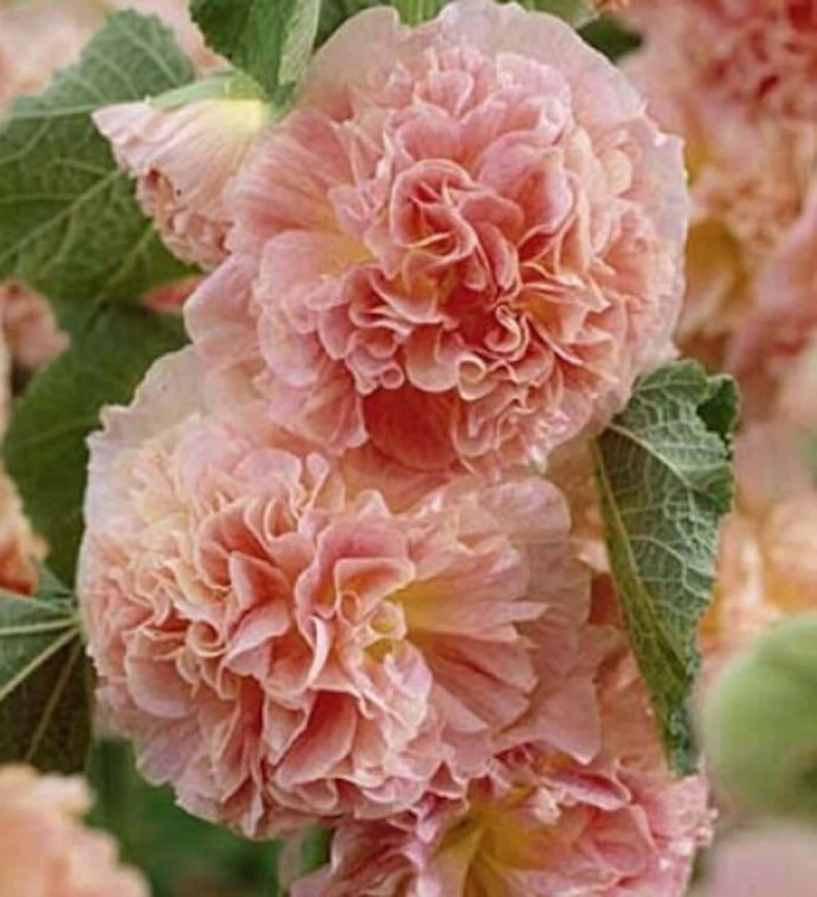30 Heirloom Double Hollyhock Seeds CW91025-1 - Etsy