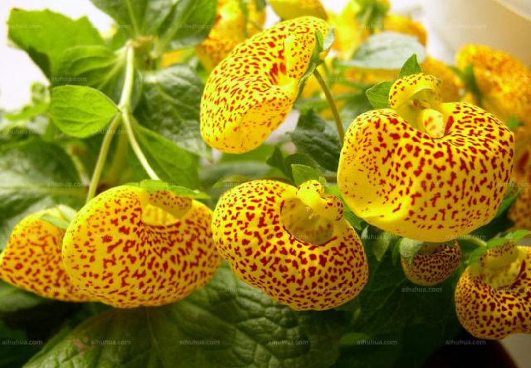 10 Rare Slipper Flower Fascination Flower Seeds EW91001-2 - Etsy