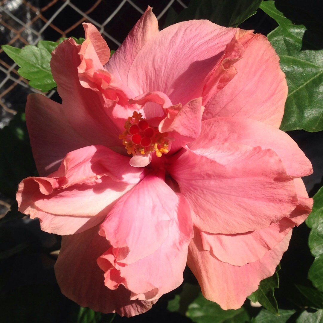 20 Hibiscus Mutabilis Flower Seeds FW97015-23 - Etsy