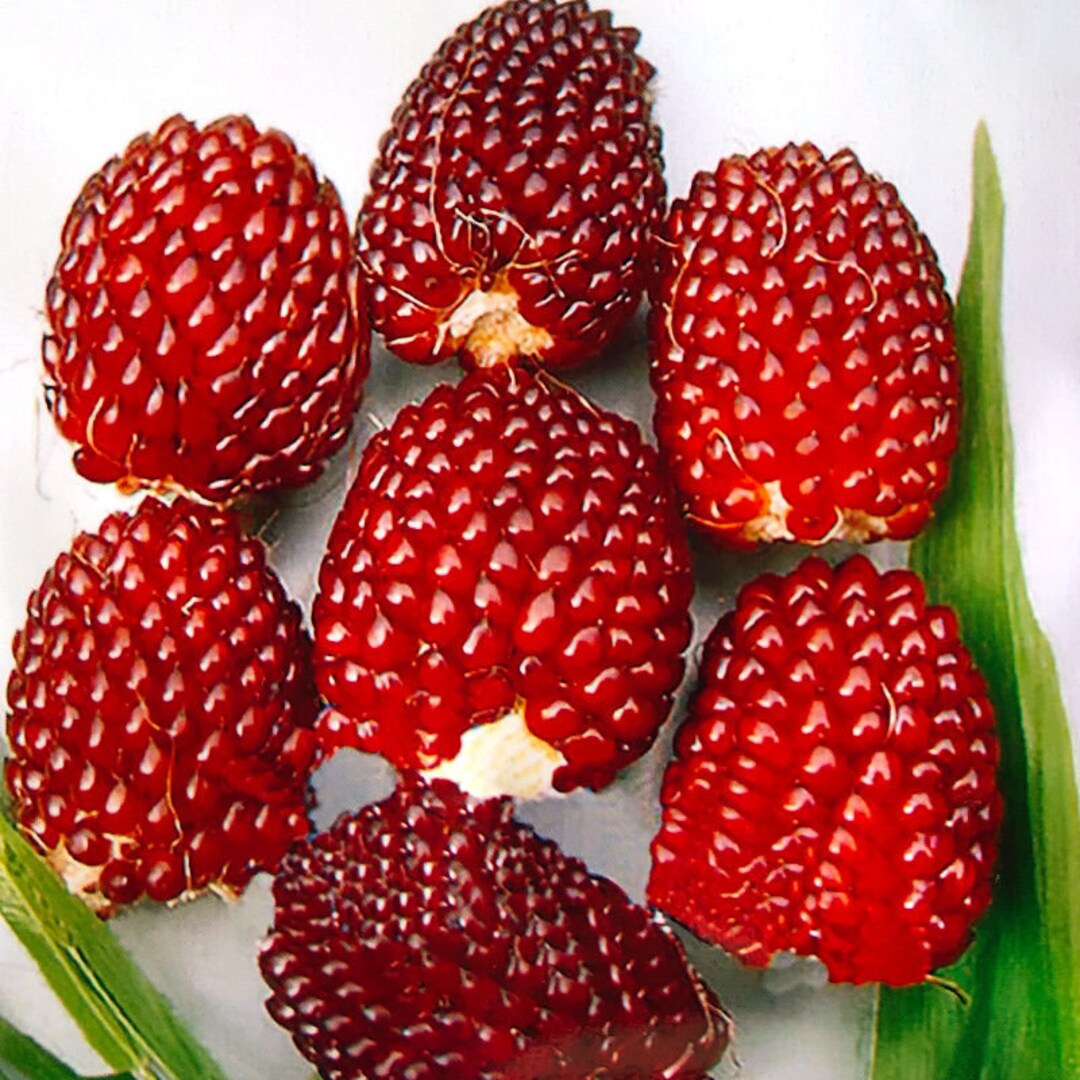 10 Strawberry Corn Fruit Corn Seeds DW90003 - Etsy