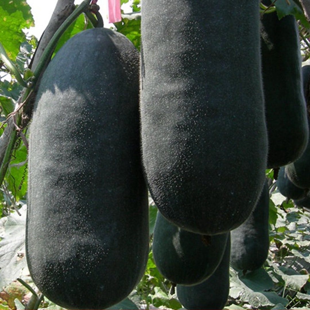 50 Wax Gourd Winter Melon Black Benincasa Hispida VW91043 - Etsy