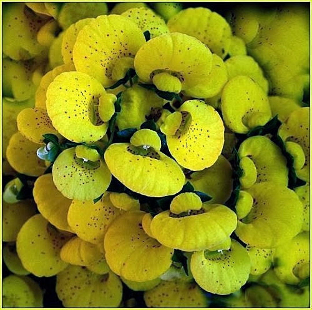 10 Rare Slipper Flower Fascination Flower Seeds EW91001-41 - Etsy