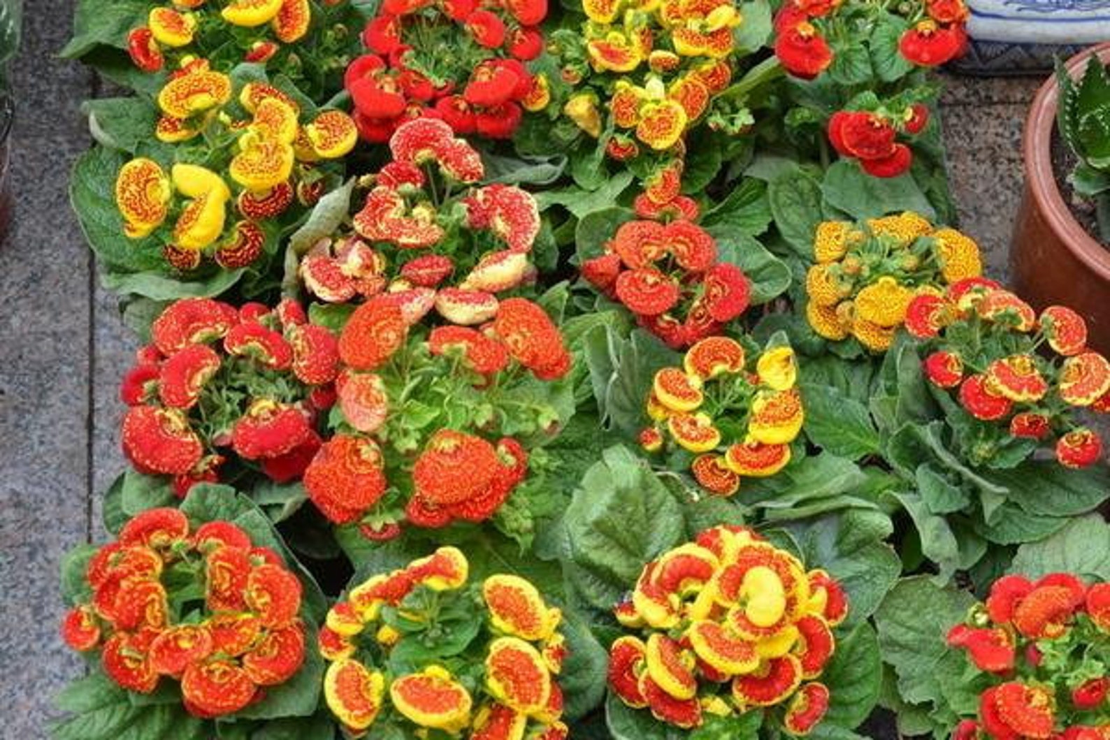 10 Rare Slipper Flower Fascination Flower Seeds EW91001-7 - Etsy