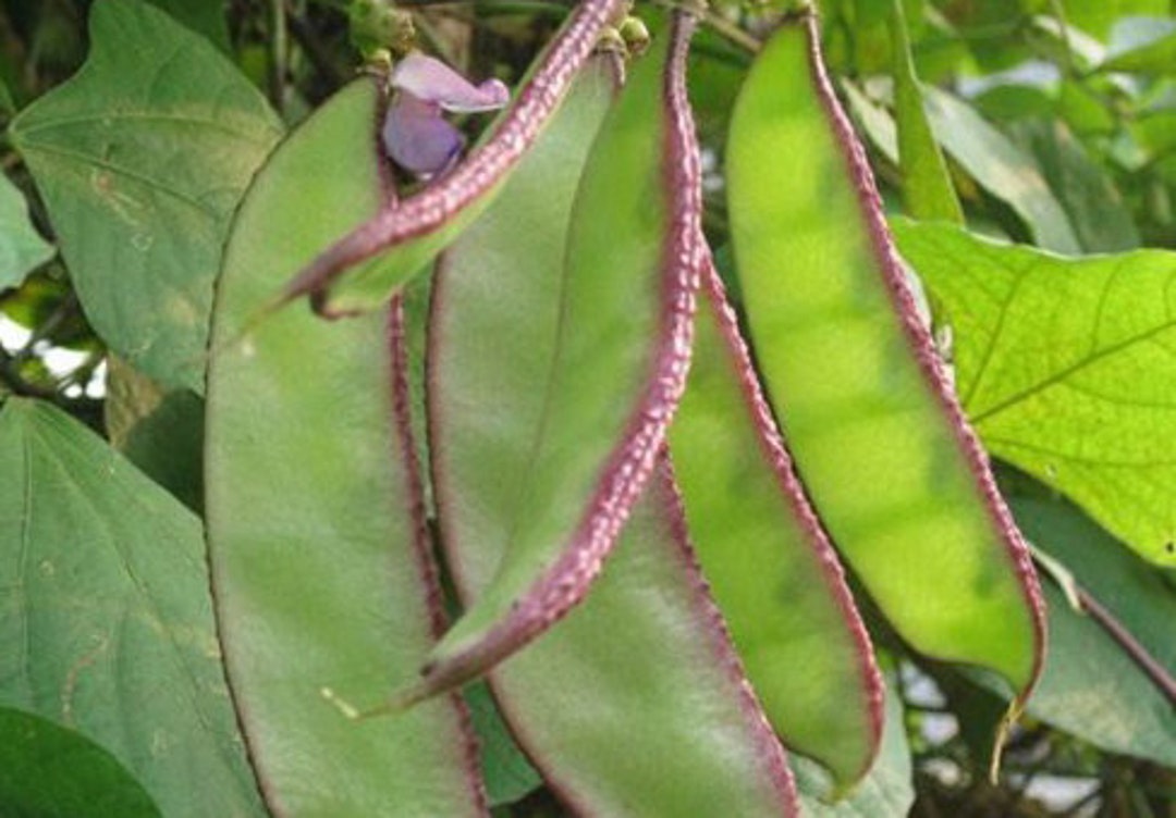 20 Beans Seeds AKW91806 - Etsy