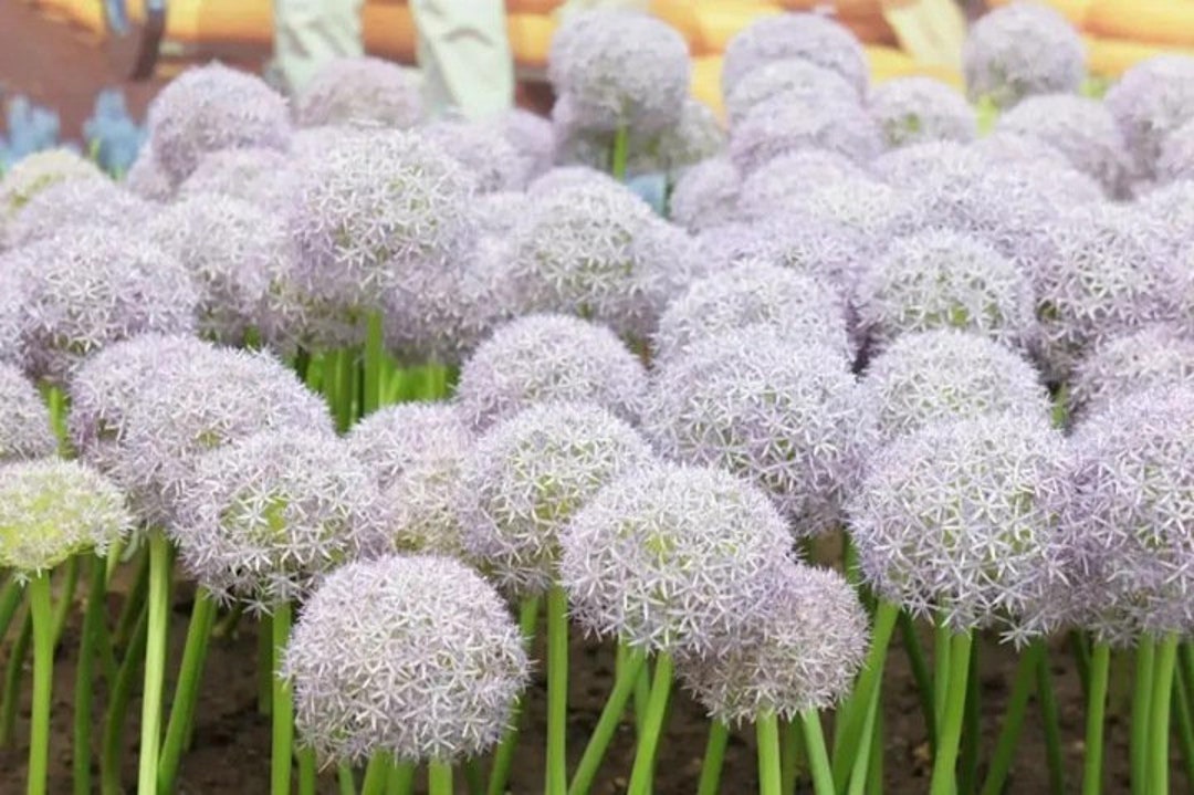 20 Giant Ball Onion Allium Christophii Huge Hardy Perennial Seeds ...