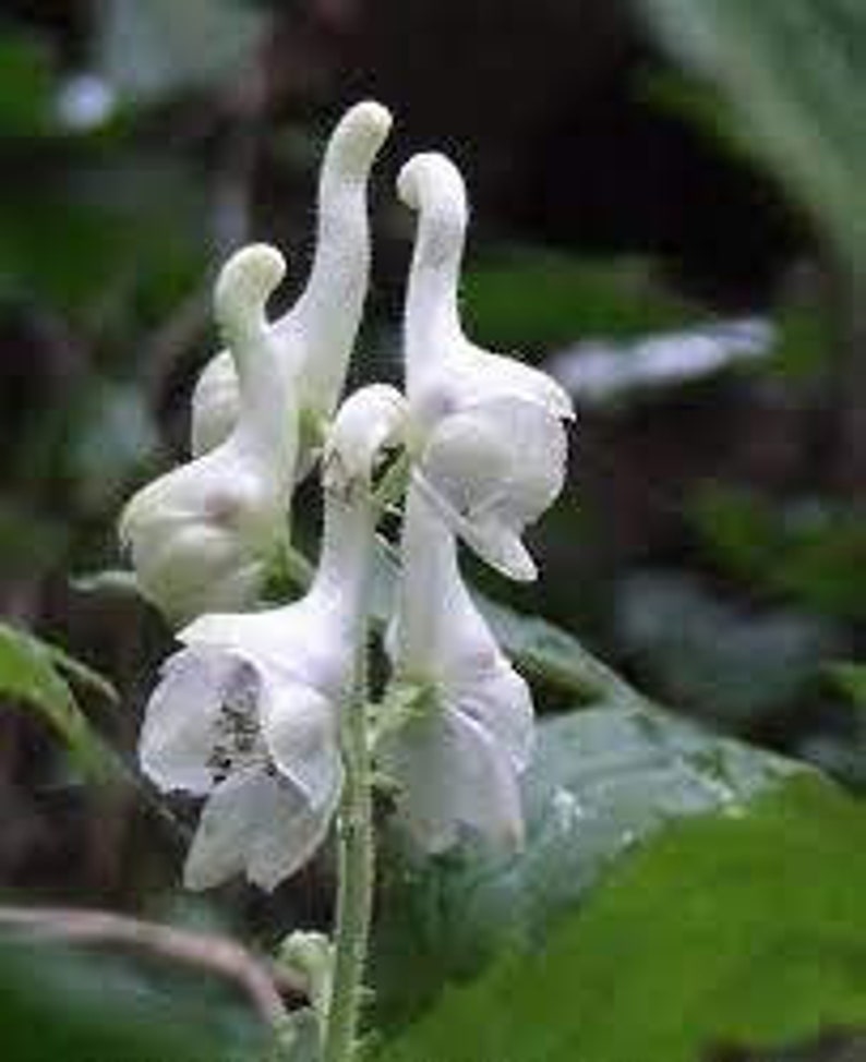 20pcs Swan Flowers Seeds HW93015 - Etsy