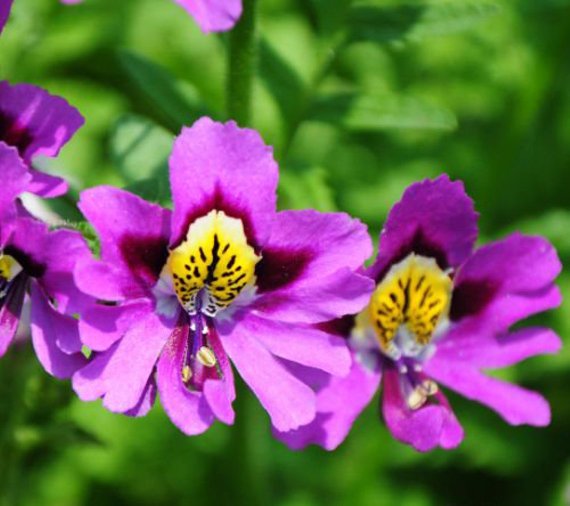 30 Schizanthus Butterfly Flower Seeds EW91007-2 - Etsy