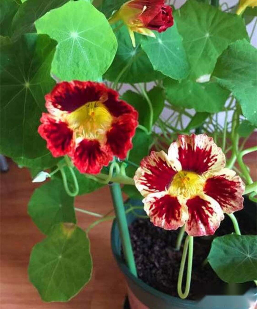 10 Tropaeolum Majus Flower Seeds AW95028-23 - Etsy