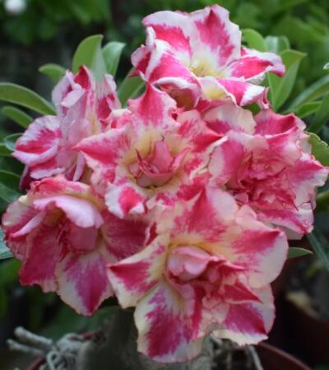 5 Rare Desert Rose Flowers Seeds FW95227-816 - Etsy