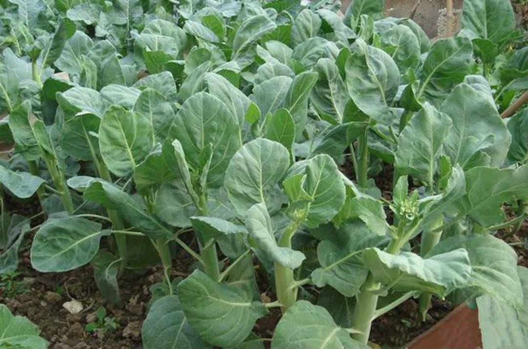 200 Chinese Broccoli Gai Lan Vegetable Seeds AW92580 - Etsy