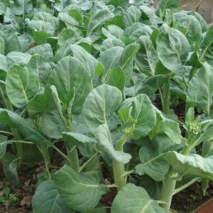 200 Chinese Broccoli Gai Lan Vegetable Seeds AW92580 - Etsy