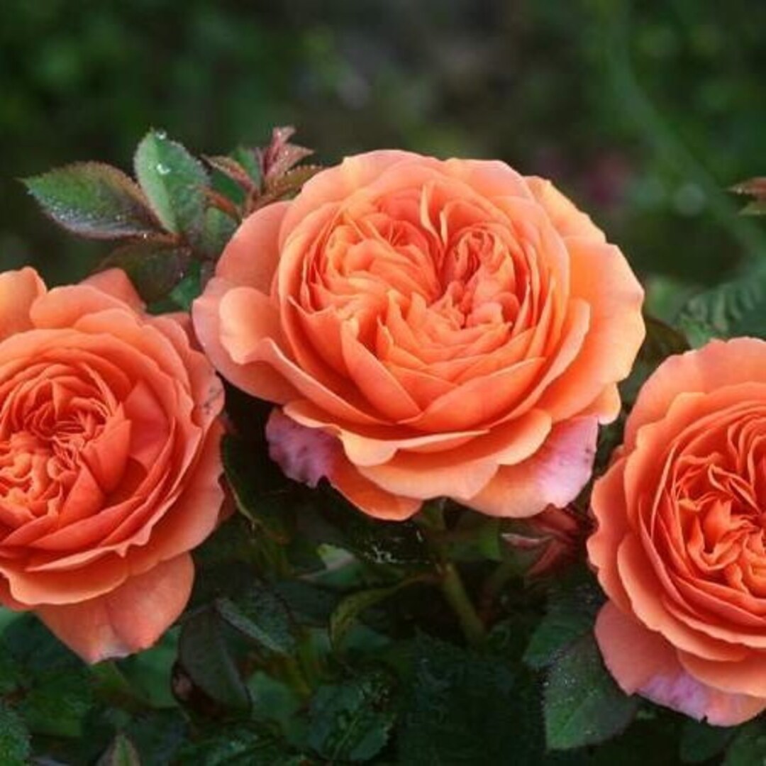 10 Rose Rosa Bush Shrub Perennial Flower Seeds HW96106 - Etsy