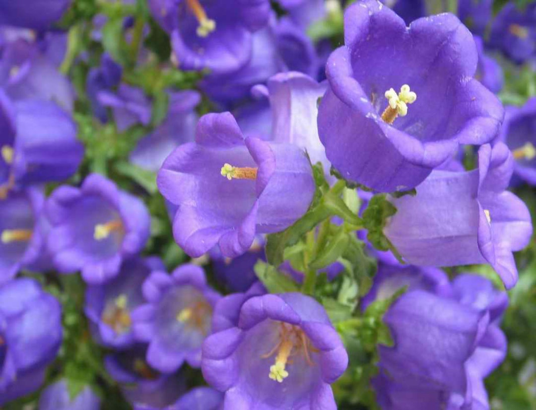 30 Bellflower Seeds Campanula Medium FW95211-5 - Etsy