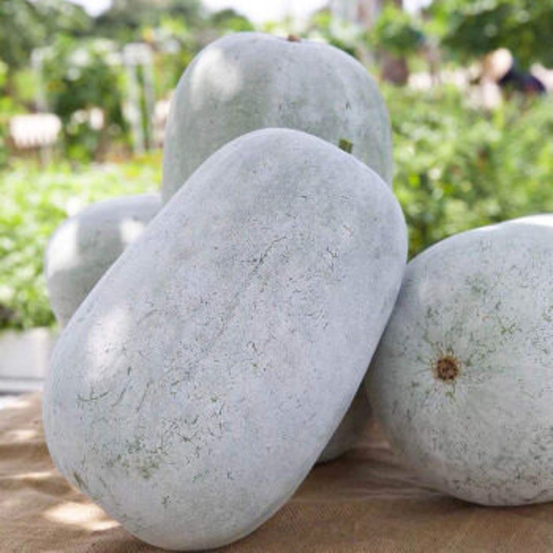 10 Giant White Skin Winter Melon Seeds ADW9661 - Etsy