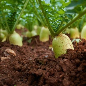 400 Lunar White Carrot Vegetable Seeds VW91011 - Etsy