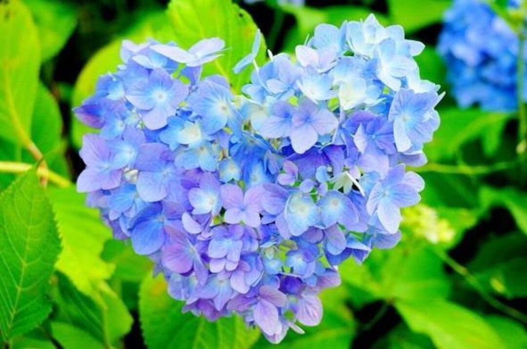10 Rare Hydrangea Flower Seeds CW91072-471 - Etsy
