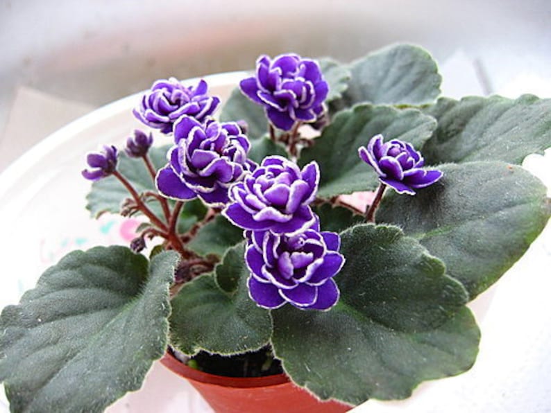 50 African Violet Flowers Seeds BW9081-6 - Etsy