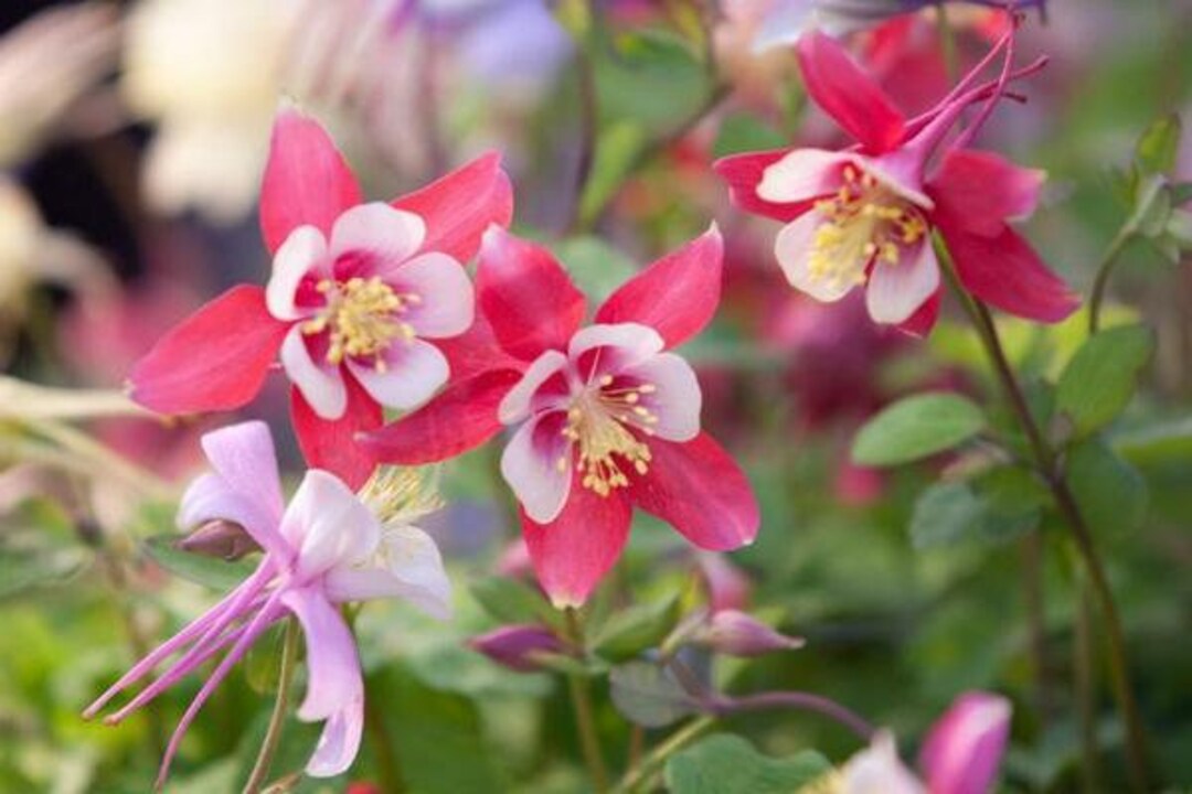 30 Columbine Barlow Mix Seeds BW91040 - Etsy