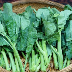 200 Chinese Broccoli Gai Lan Vegetable Seeds AW92580 - Etsy
