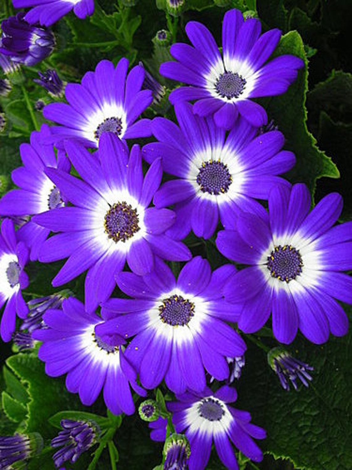 20 Cineraria Flower Seeds EW91005-2 - Etsy