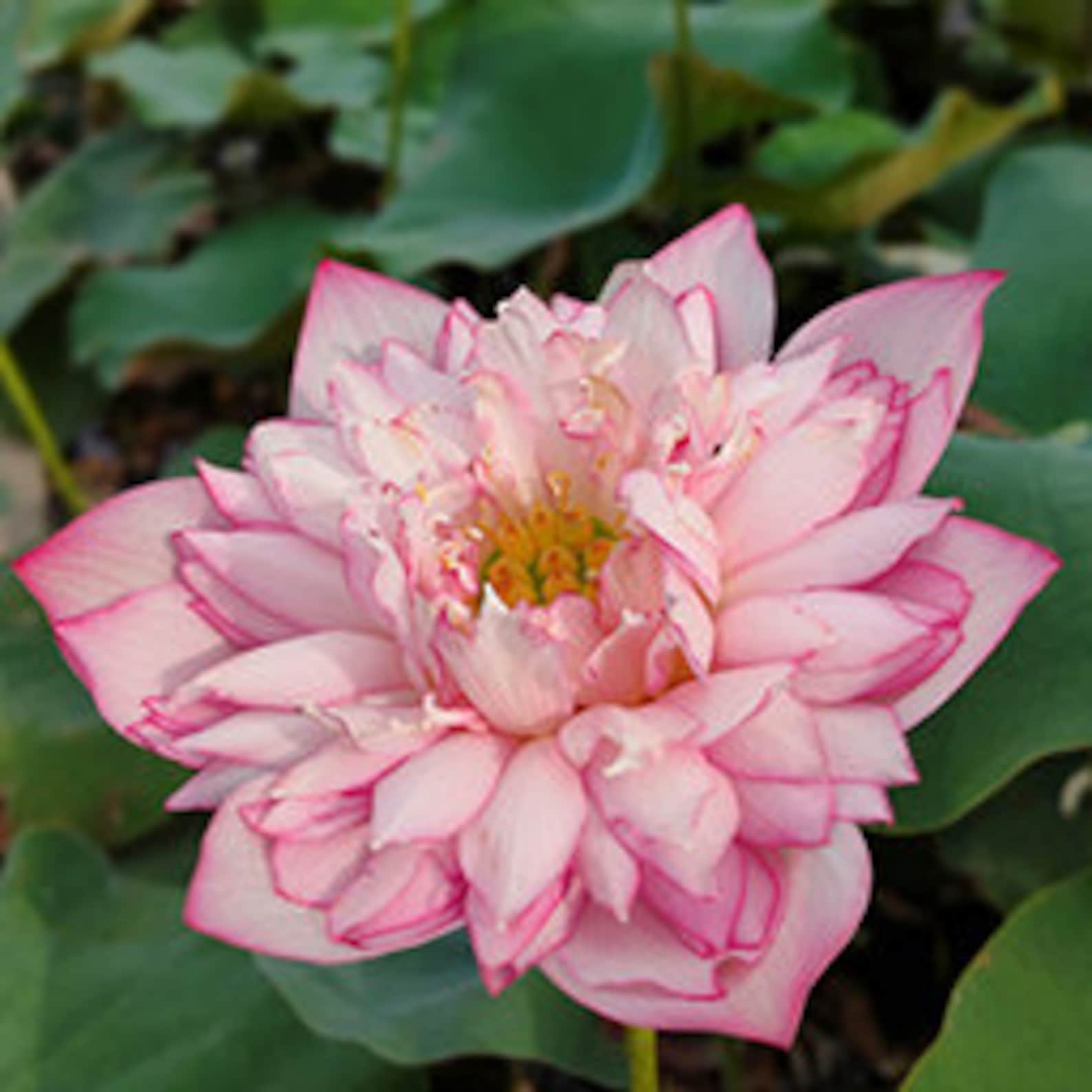 4 Lotus Seeds Water Lily Flower Seeds BW91084-10 - Etsy