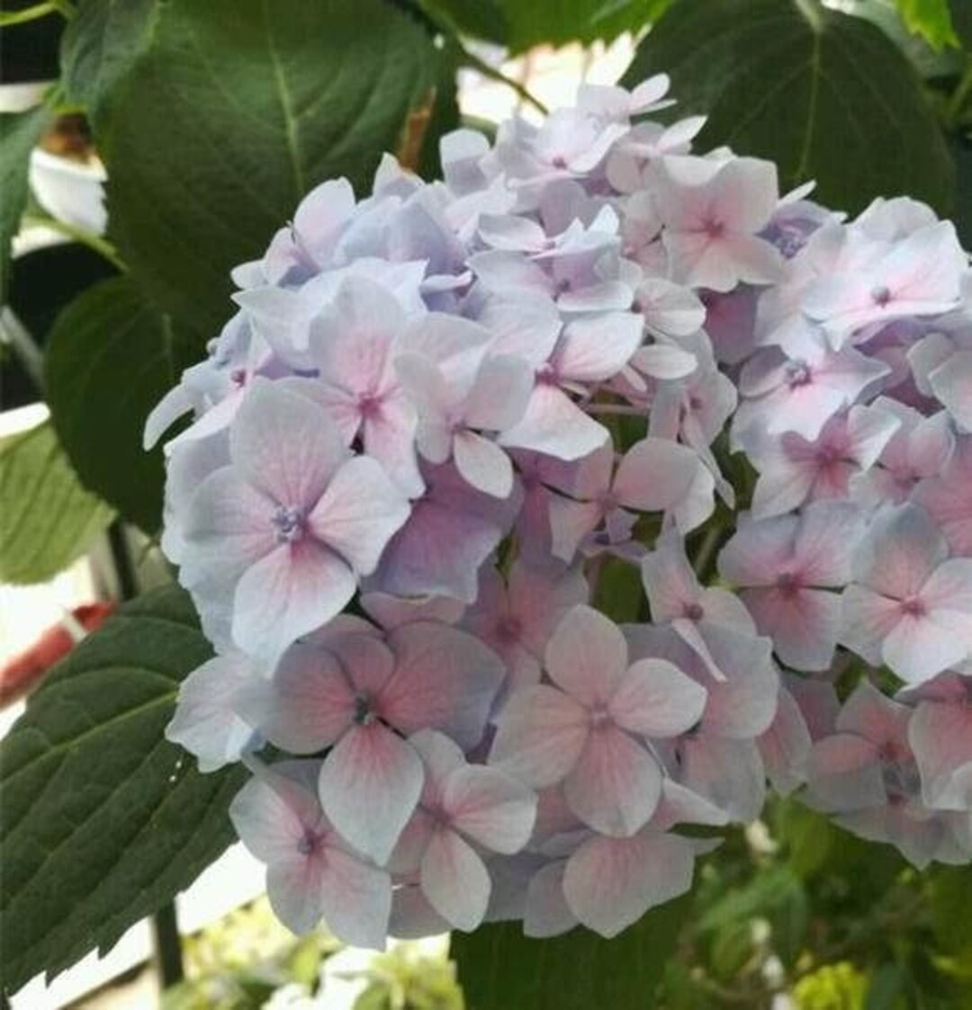 10 Rare Hydrangea Flower Seeds CW91072-50 - Etsy