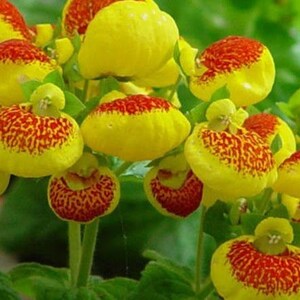 10 Rare Slipper Flower Fascination Flower Seeds EW91001-9 - Etsy