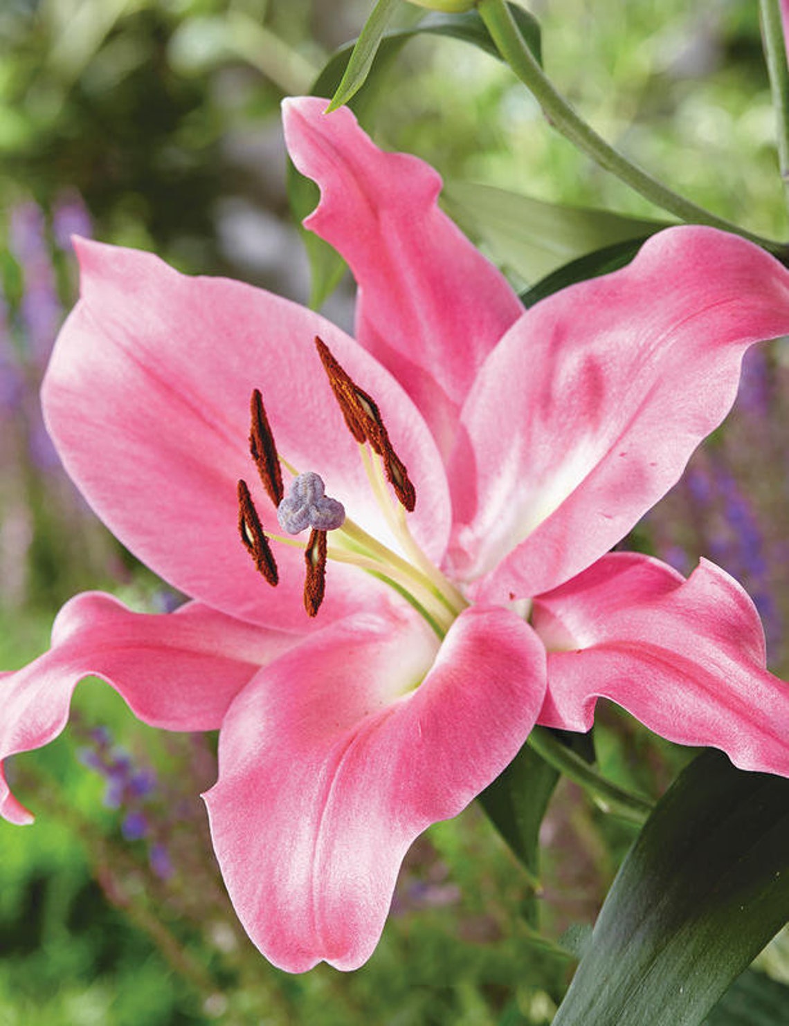 2 Rose Lily Flower Bulbs F5213-9 - Etsy