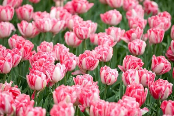 5 Unique Tulip Bulbs Flower Seeds HW91016 - Etsy