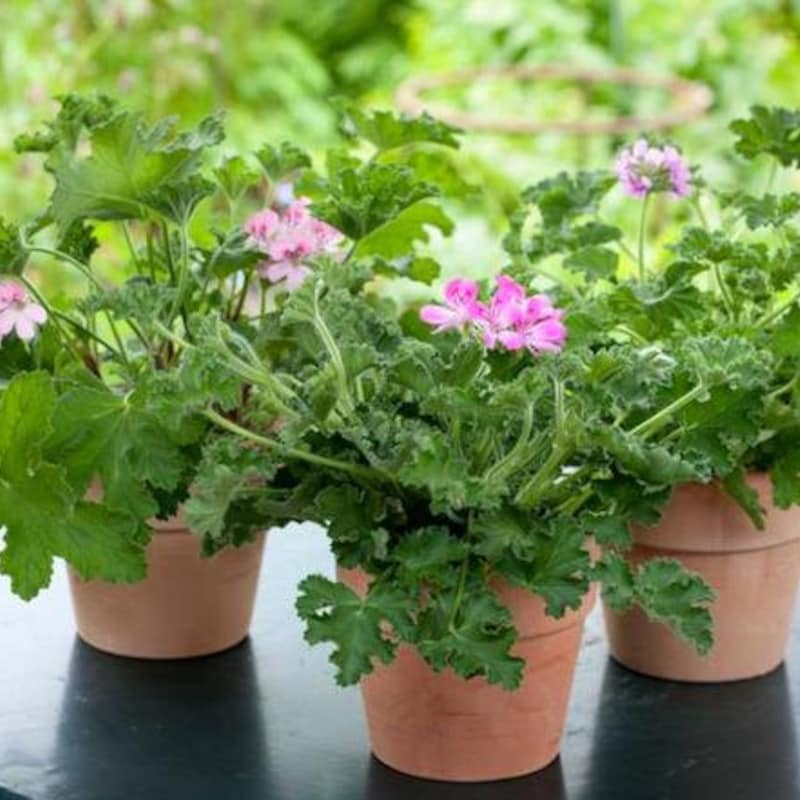 Mosquito Plant - Etsy